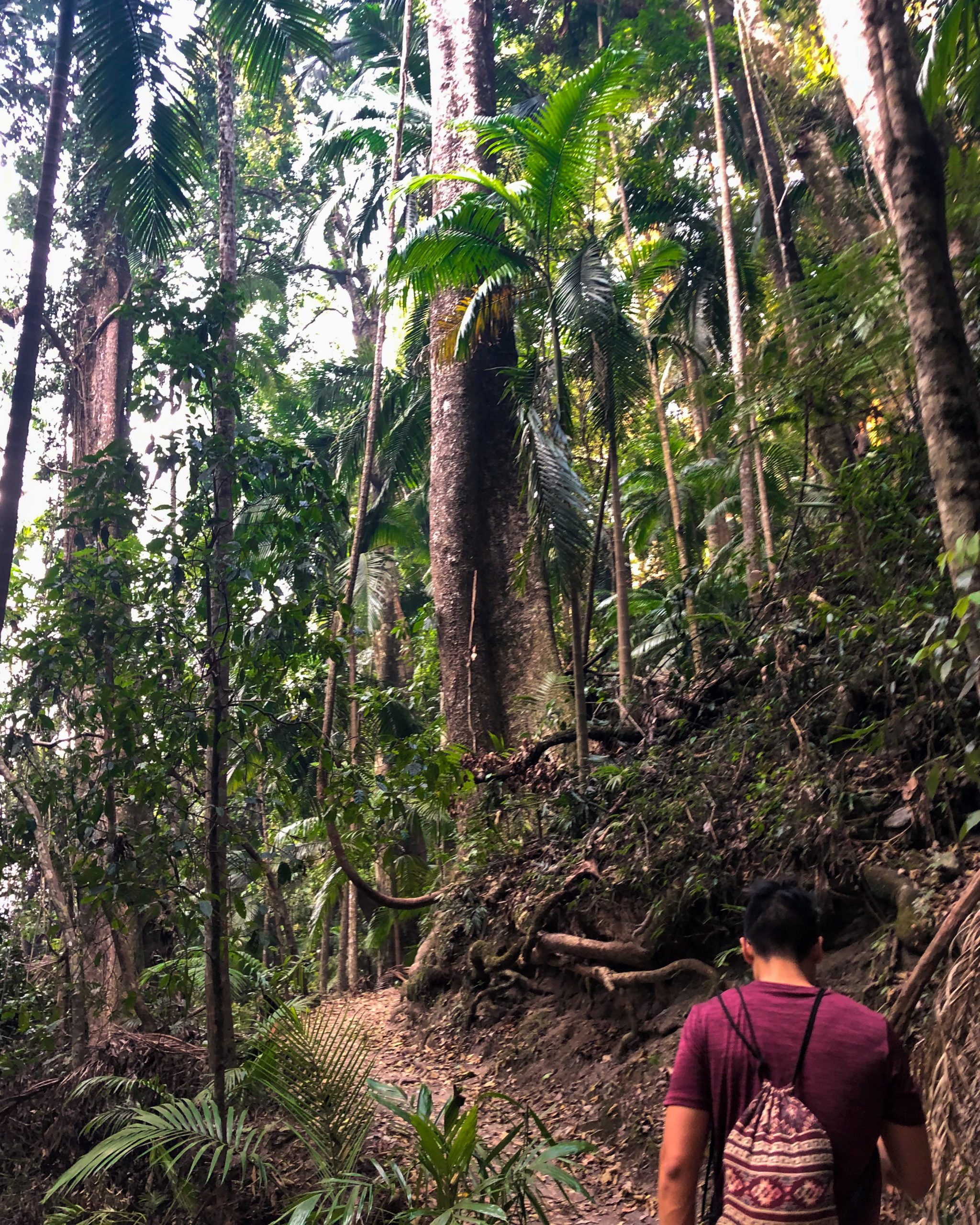 How to get to Purling Brook Falls on the Gold Coast - Sarah Adventuring