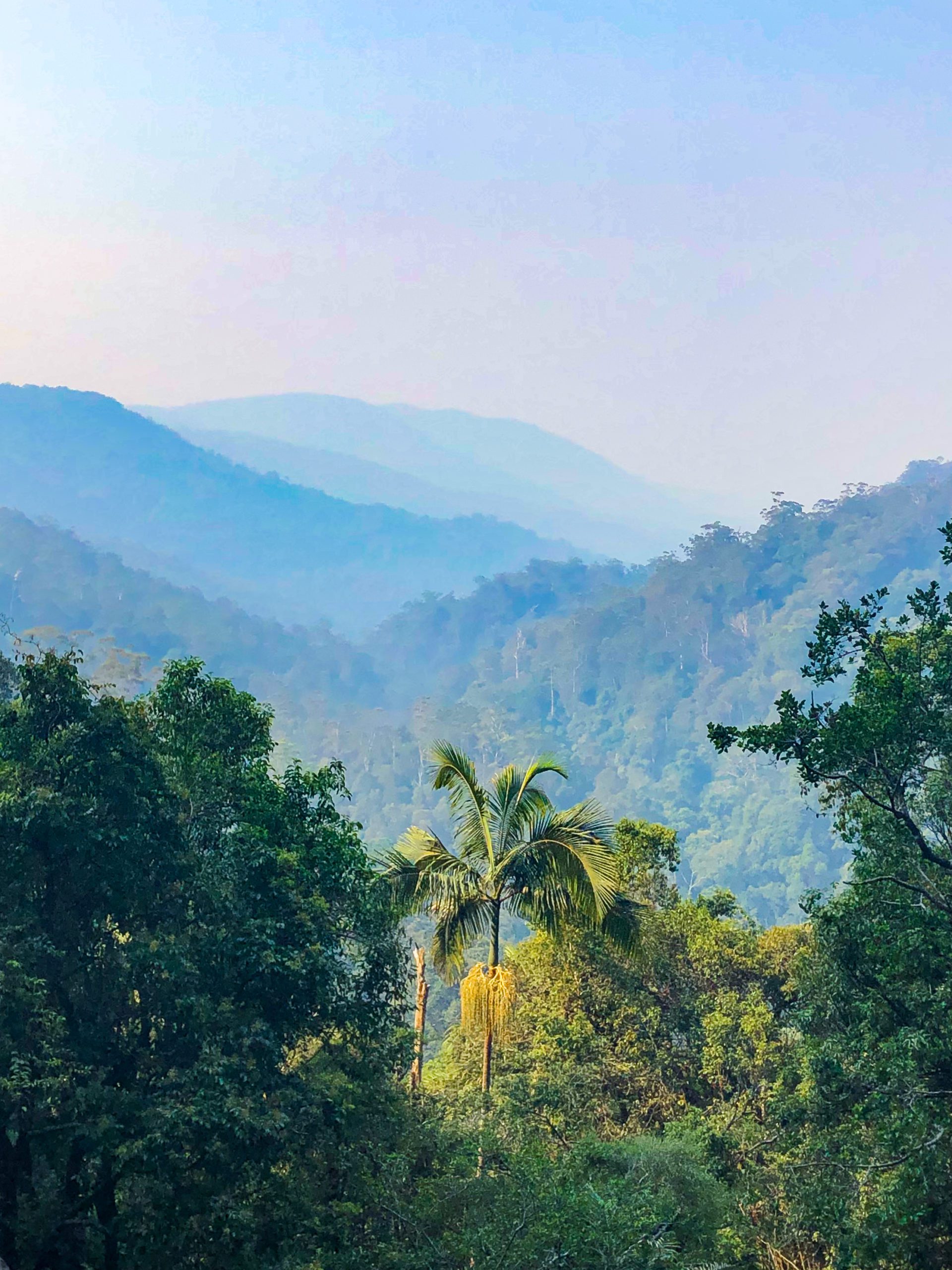 How to get to Purling Brook Falls on the Gold Coast - Sarah Adventuring