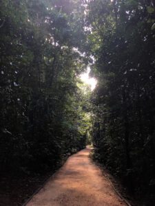 Exploring Mamu Tropical Skywalk - Sarah Adventuring | Travel Blog